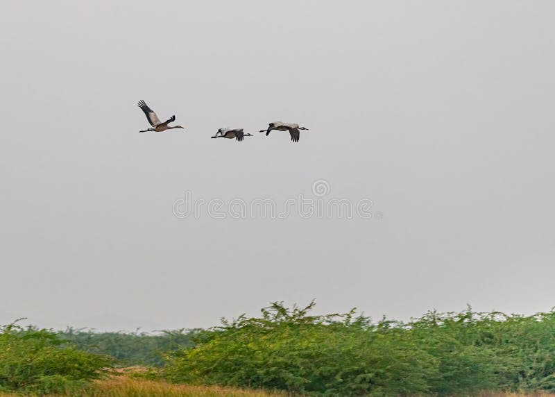 Three Common Crane flying stock image. Image of silhouette - 260810947