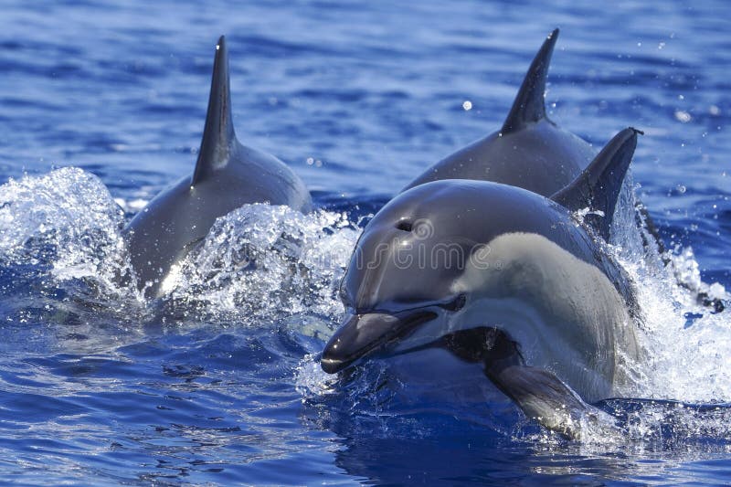 Three Common Dolphin, Delphinus Delphis Jumping Stock Image - Image of ...