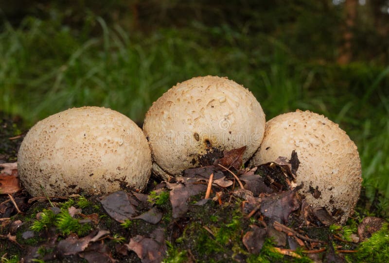 Three Common Earthballs in a Row Stock Image - Image of close, three ...