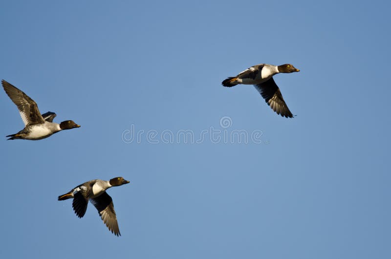Three Common Goldeneye Ducks Flying in a Blue Sky Stock Photo - Image ...