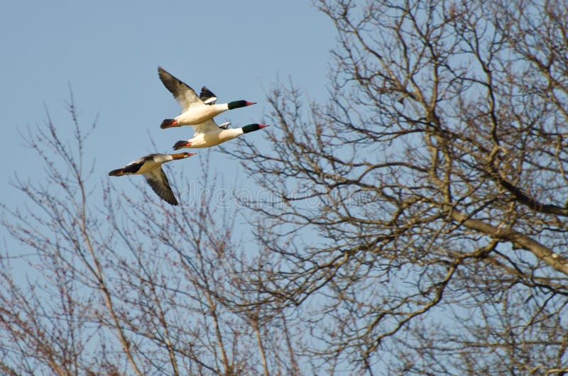 Common Mergansers Flying Over Marsh Stock Photos - Free & Royalty-Free ...