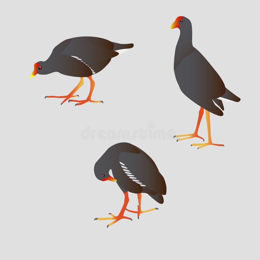 Three Common Moorhens Stock Illustrations – 1 Three Common Moorhens ...