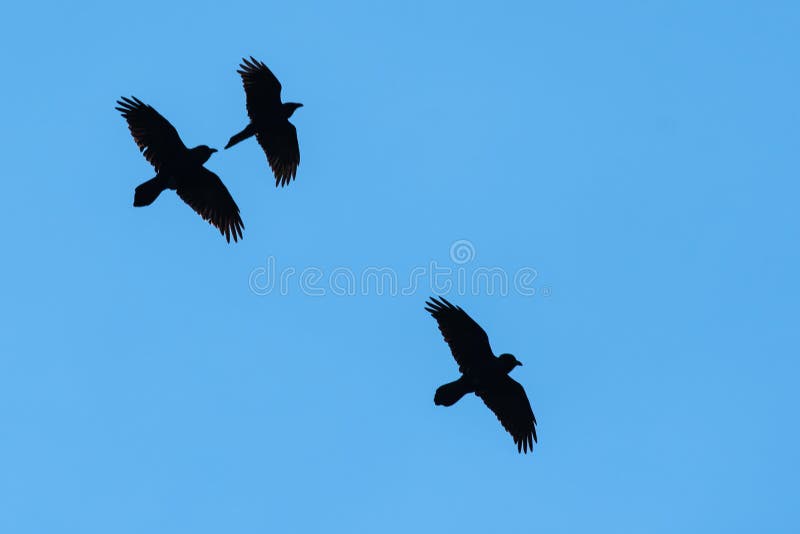 Two Common Ravens Flying in a Blue Sky Stock Image - Image of wildlife ...