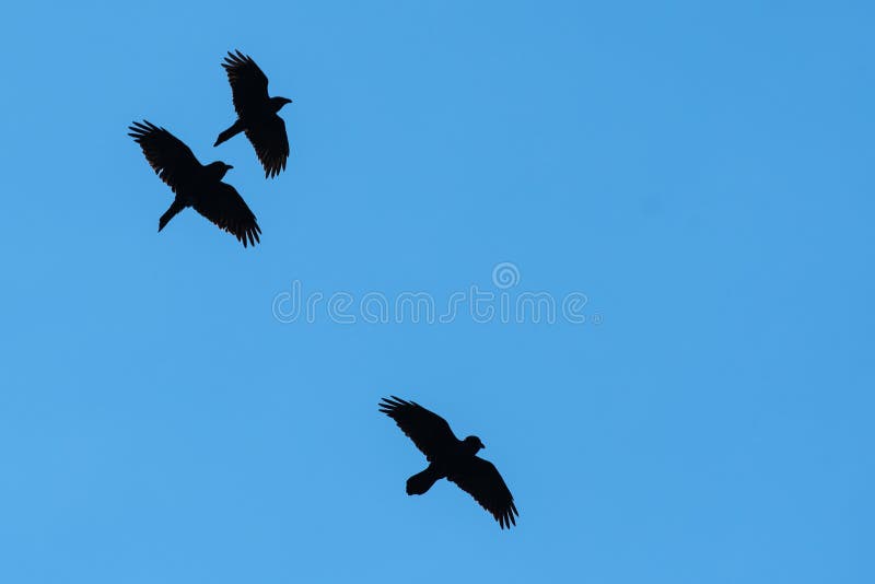 Two Common Ravens Flying in a Blue Sky Stock Image - Image of wildlife ...