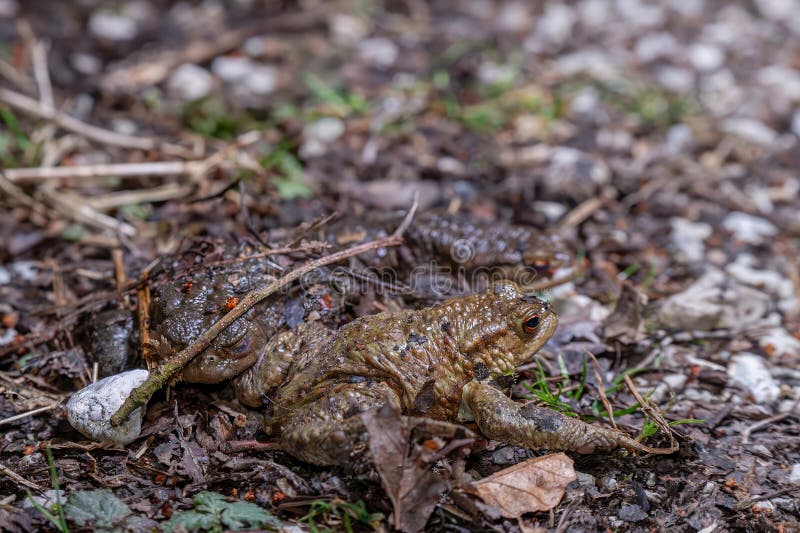 Three Common Toads in the Forest Outdoors at Night. Bufo Bufo in ...