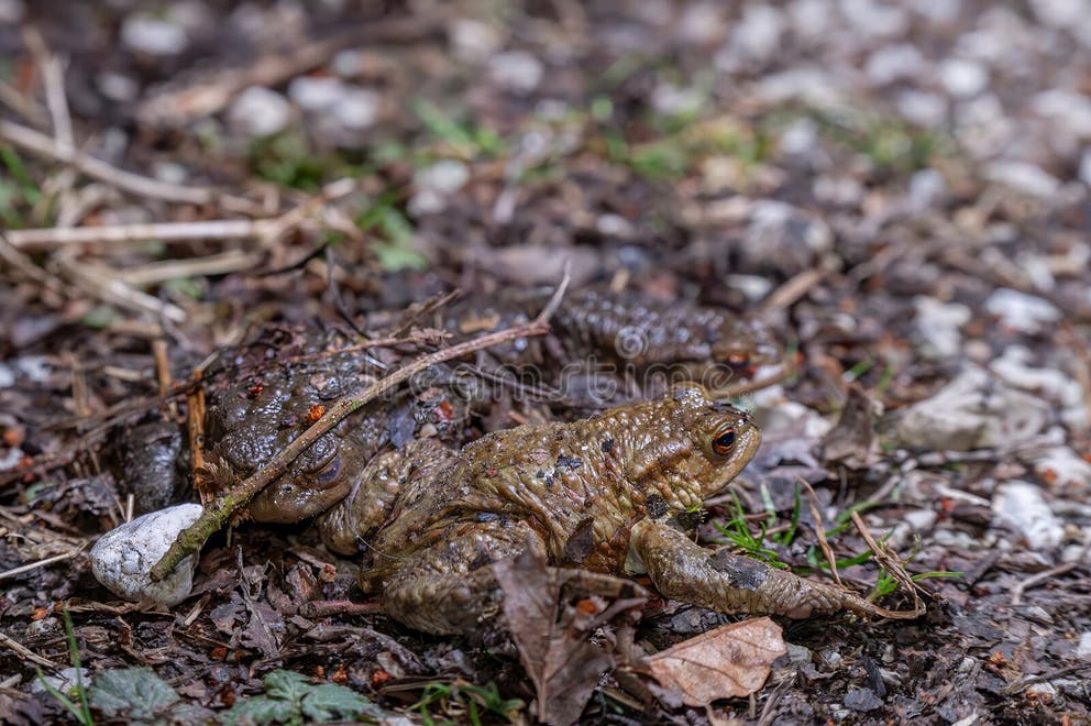 Three Common Toads in the Forest Outdoors at Night. Bufo Bufo in ...