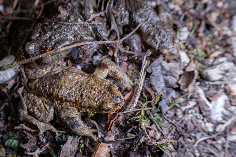 Three Common Toads in the Forest Outdoors at Night. Bufo Bufo in ...