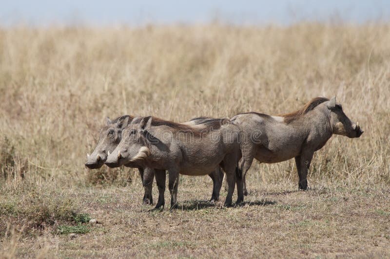 Three Common Warthogs stock image. Image of warthogs - 300486711