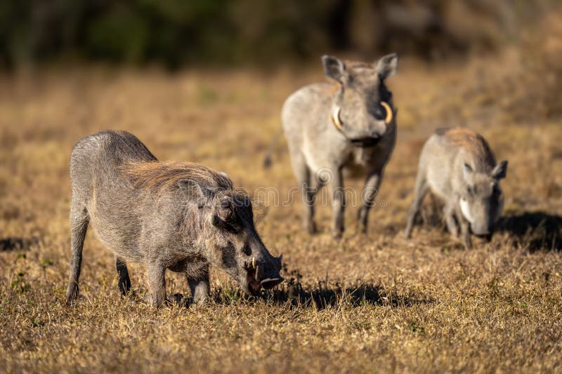 Three Common Warthogs in Sunshine on Grass Stock Photo - Image of ...
