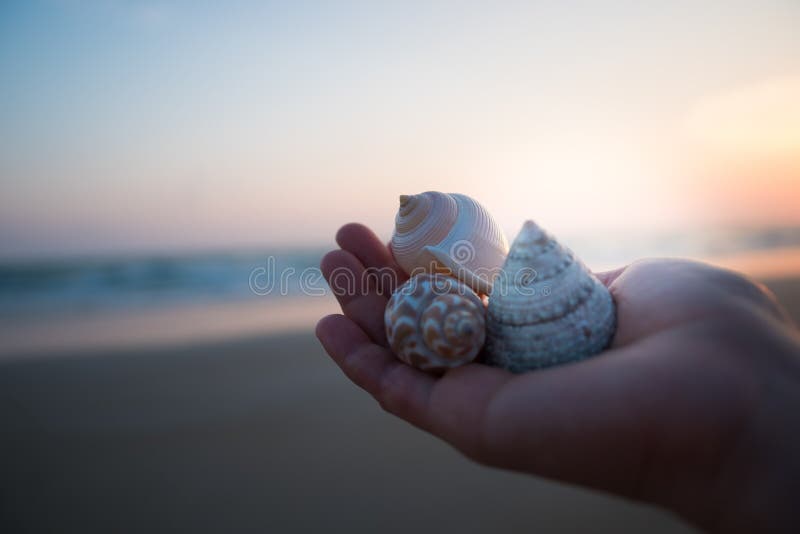 Three Conch Shell on Woman`s Hands Stock Photo - Image of resort ...