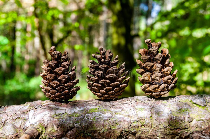 Three cones in the woods stock image. Image of green - 263745925