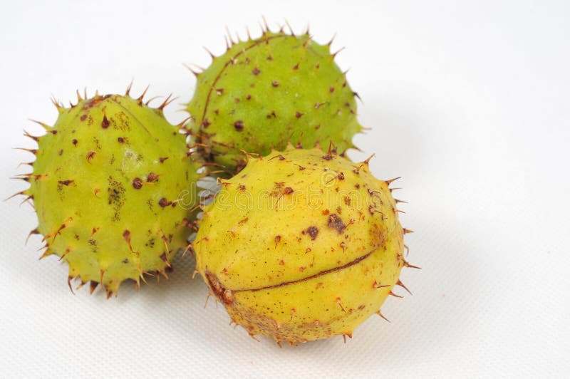 Three Conkers, Sign of a Fall Stock Photo - Image of food, green: 6659290