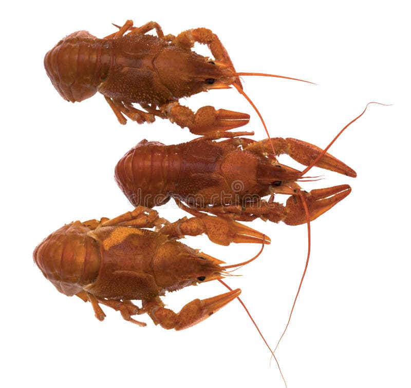 Three cooked spider crabs stock photo. Image of food - 126745758