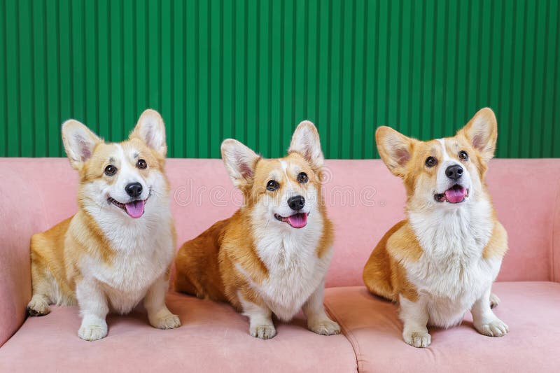 Three corgis on the couch stock image. Image of indoors - 360642741