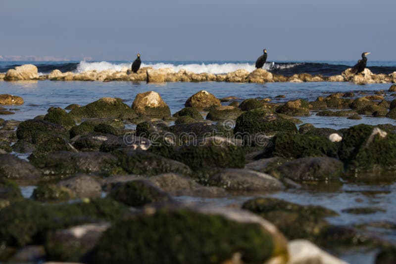 Cormorant Birds Sitting on Rocks at a Beach Stock Photo - Image of bird ...