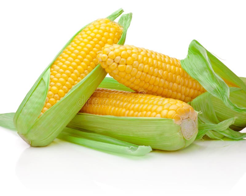 Three corn on the cob stock image. Image of corn, agriculture - 50210639