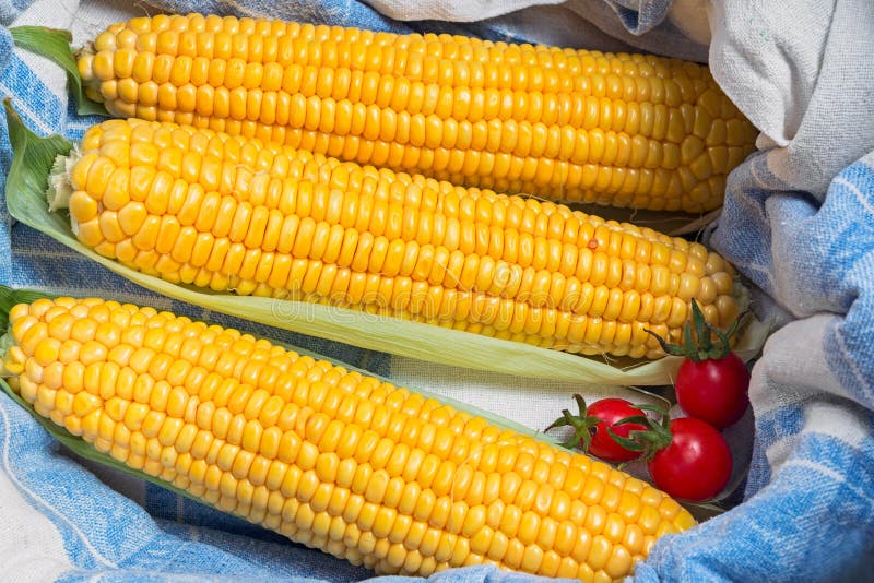 Three corn cob stock image. Image of grain, healthy, food - 59023067