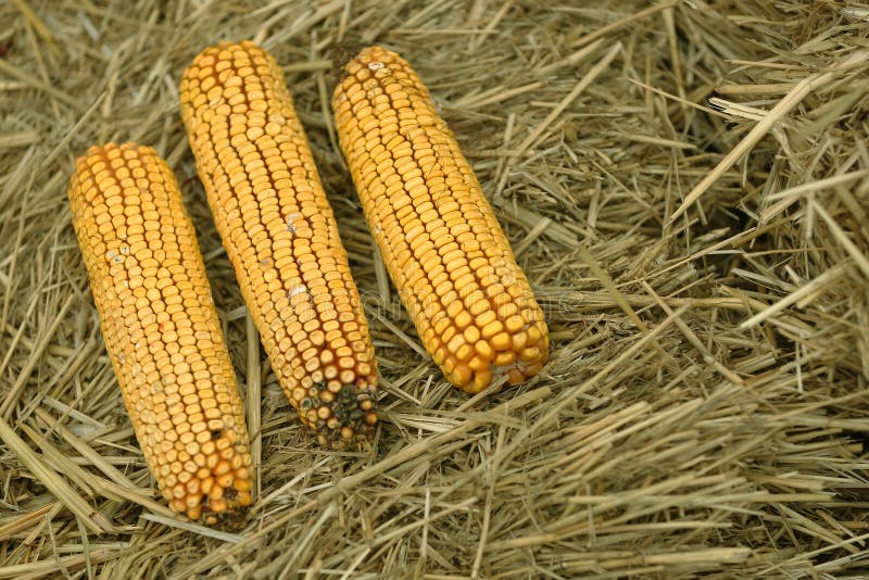 Three corn cobs stock image. Image of farming, decorative - 47530175