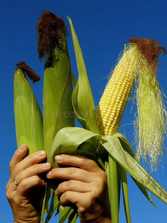 Three corn cobs stock photo. Image of grow, ingredient - 38454500