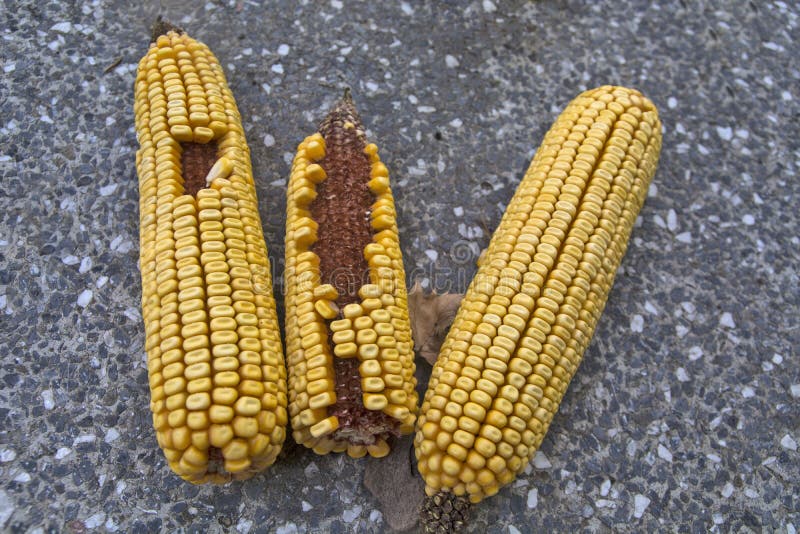 Three corn cobs stock image. Image of husk, corncob - 168049395