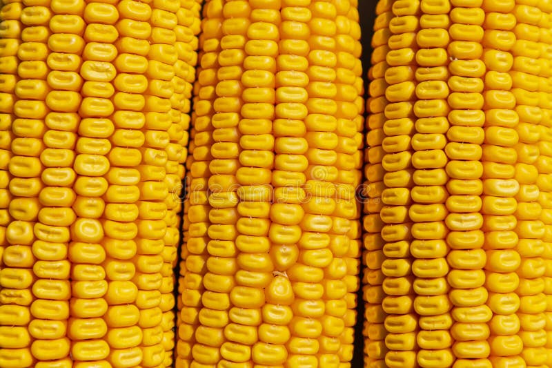 Three corn cobs stock photo. Image of macro, studio - 336325044