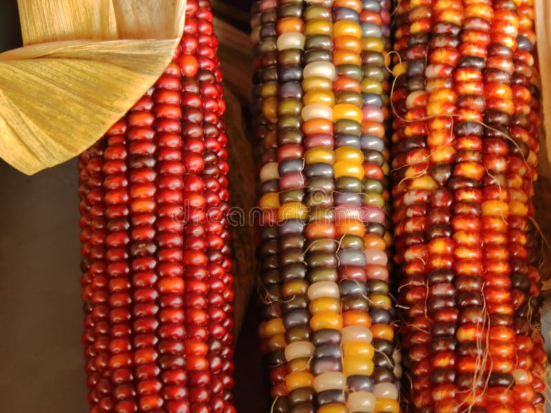 Three Corn Ears stock photo. Image of american, husk - 128269758