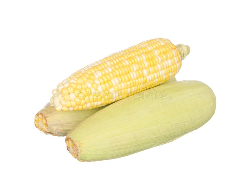 Three corn cob stock photo. Image of nature, green, kernels - 3784112