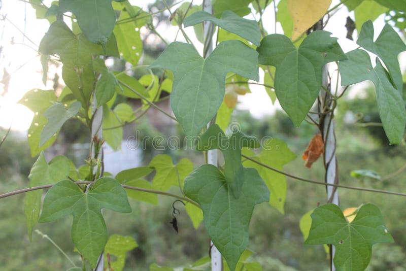 Three-cornered Leaf in the Afternoon Stock Image - Image of blossom ...