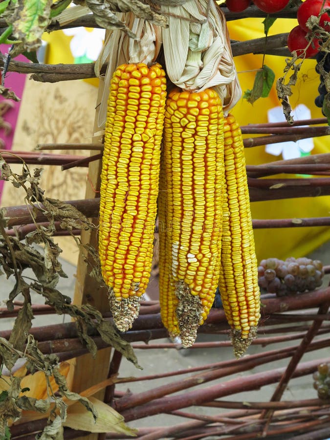 Three Corns on Fence in a Rural Background Stock Image - Image of plant ...