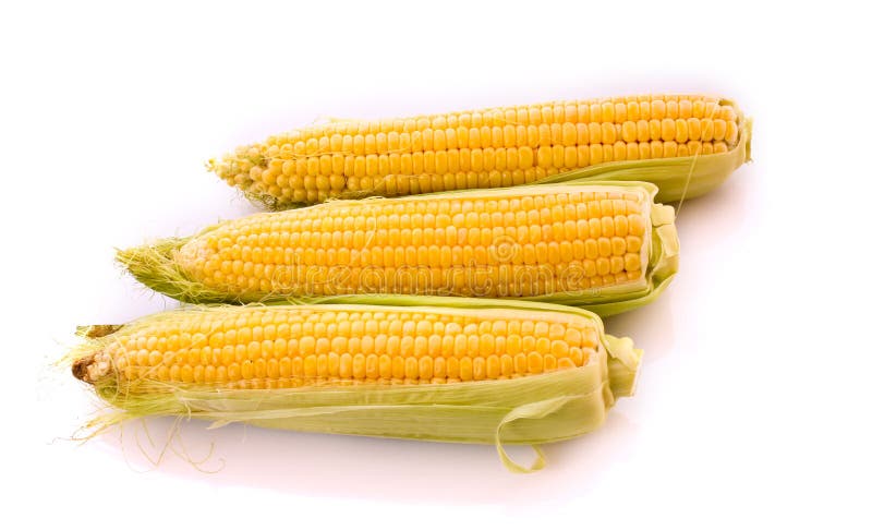 Corn isolated stock photo. Image of food, grain, maize - 32126654