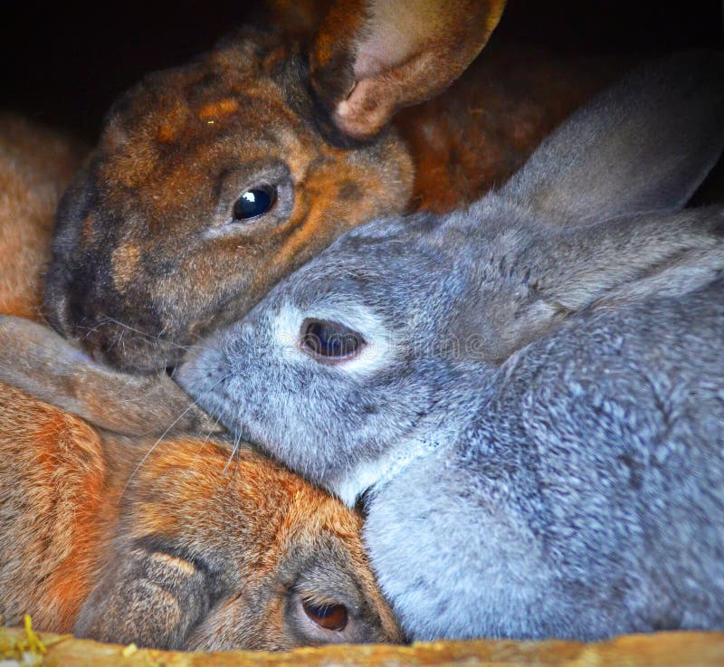 Snuggle bunny stock photo. Image of fluffy, animal, present - 1963020