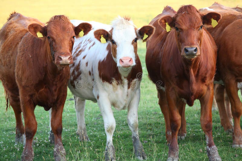 Three cows stock image. Image of cows, rinder, pose, investigate - 157423