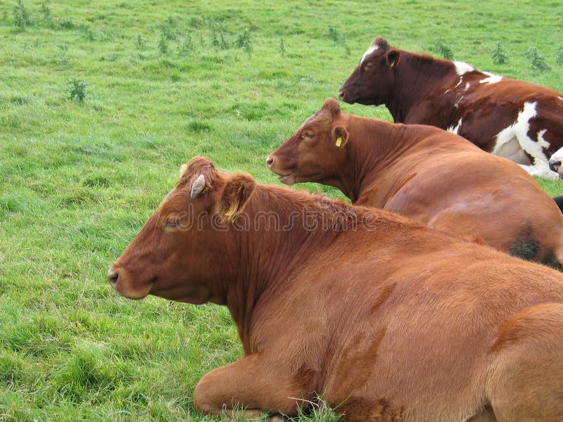 Three cows stock image. Image of meat, three, freedom, cows - 290477