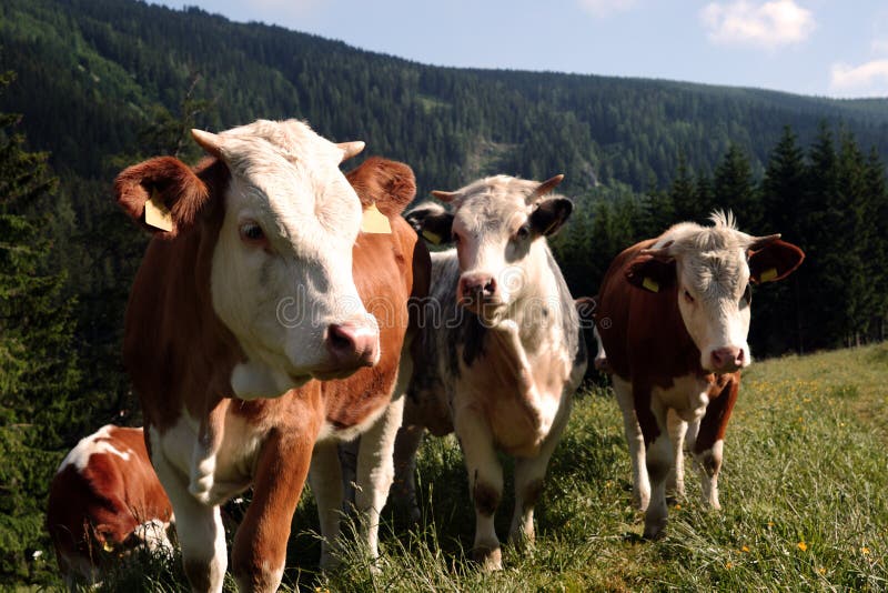Cows stock photo. Image of looking, white, animals, cows - 6556556