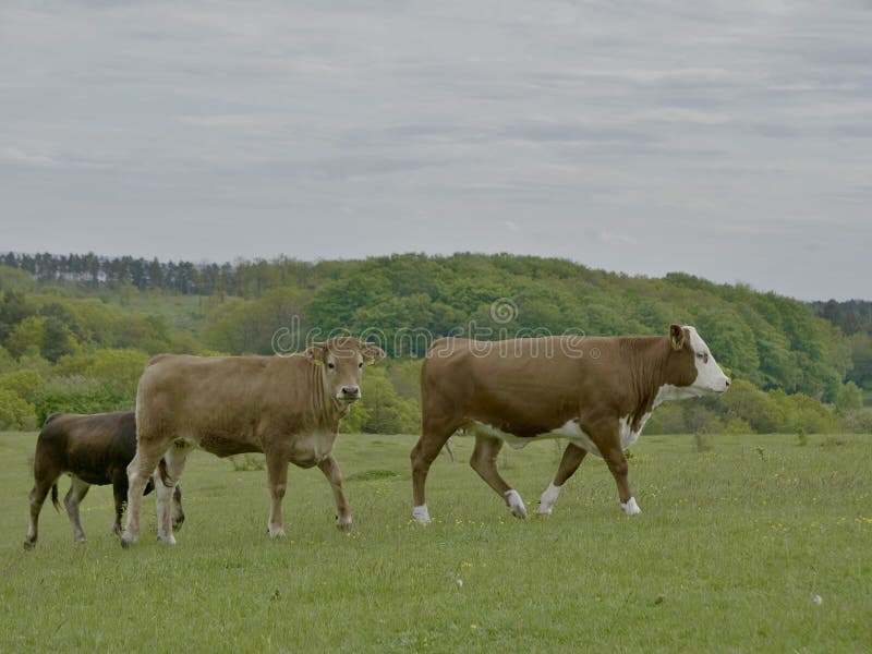 Three cows stock image. Image of dairy, three, scenic - 219707249