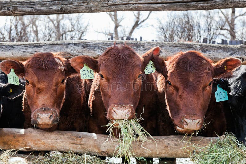 Three Cows On A Row. Picture Image: 2537390