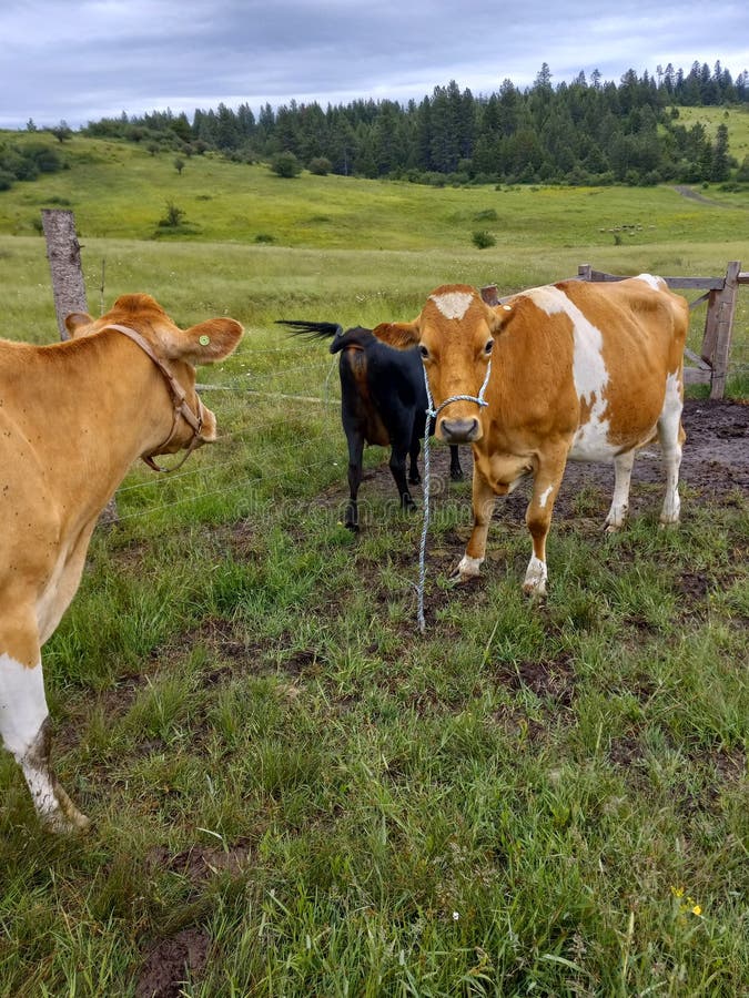 Three Cows Enjoying a Sunny Day in the Pasture Stock Image - Image of ...
