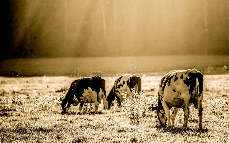 Three Cows in Evening Light Stock Image - Image of berries, green ...