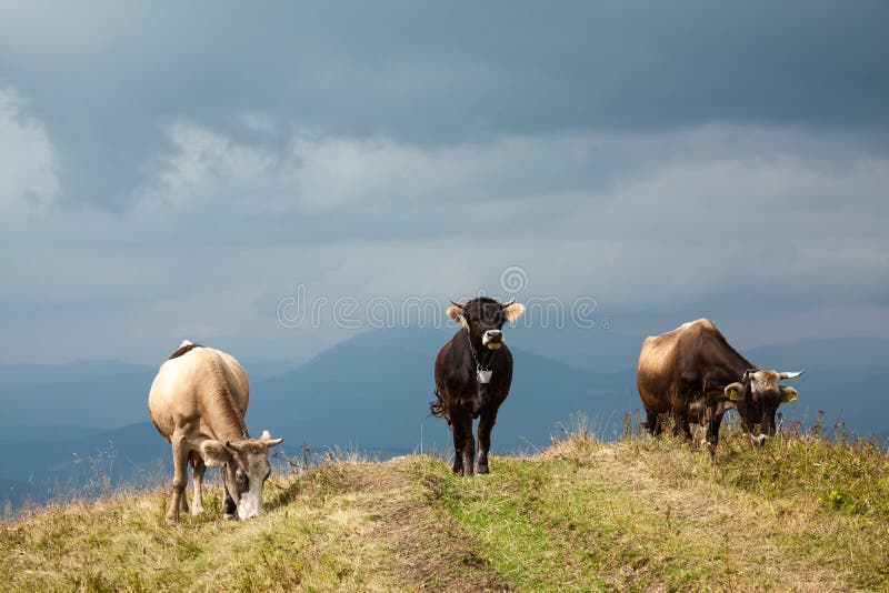 Three cows stock image. Image of landscape, range, outdoors - 34211737