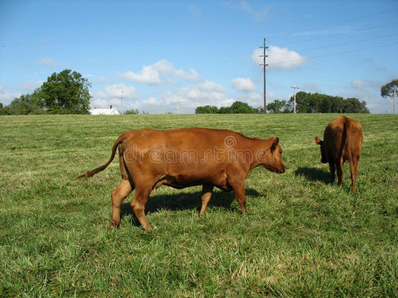 Three Cows are Grazing in an Open Field As the Sky is Clear Stock Photo ...
