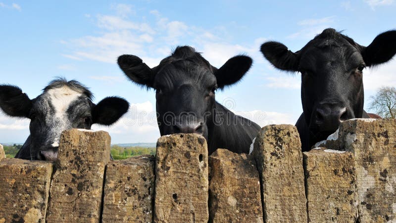 Three Cows Looking Over a Stone Wall on a Farm. Stock Photo - Image of ...