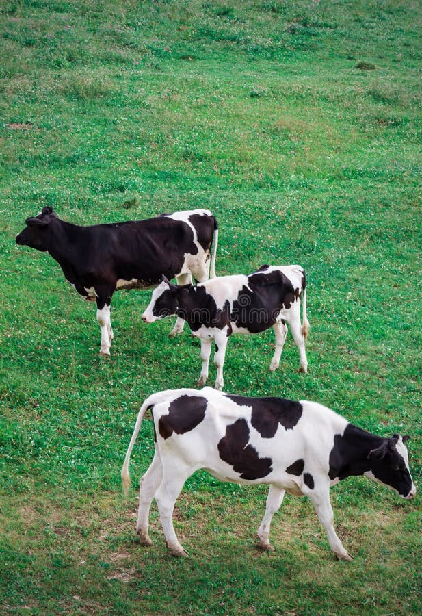 Cows on Green Pastures stock image. Image of beautiful - 30207023