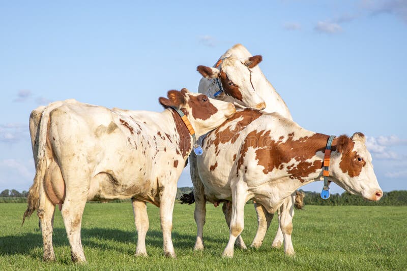 Three Cows Playing in the Field, on a Sunny Day and a Blue Sky Stock ...