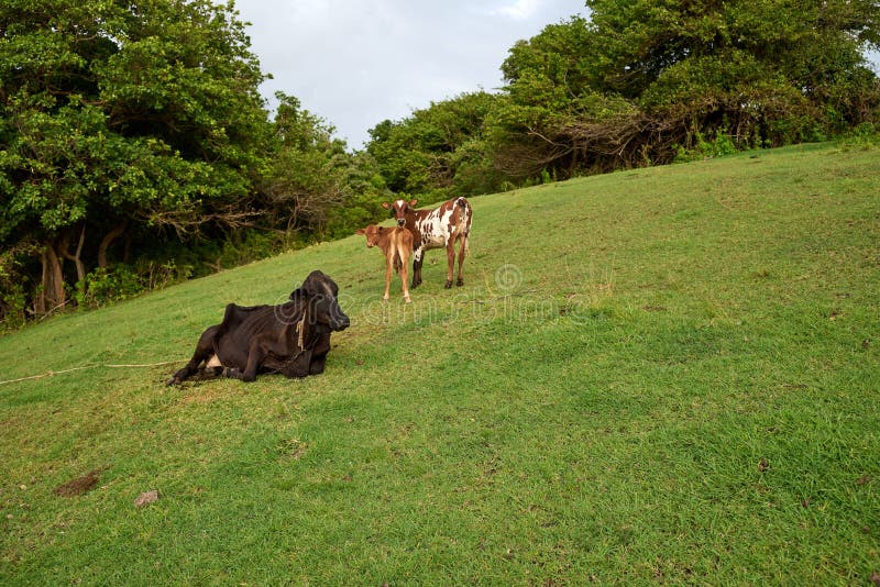 Cows Relaxing on a Green Hill Stock Image - Image of view, field: 265773435