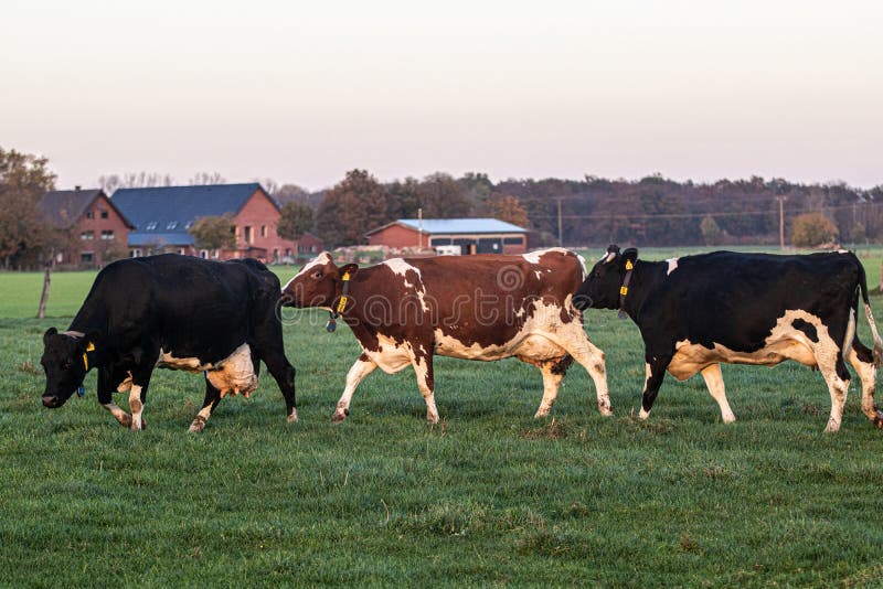 Three cows in a row stock image. Image of farm, farming - 201713637