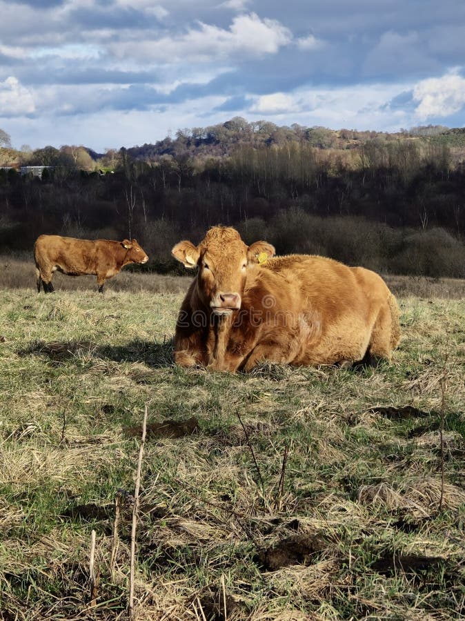 Three Cows Standing and Laying on the Grass in the Field Stock Photo ...