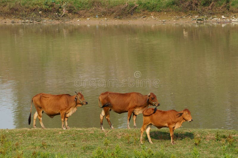 Three Cows Stood by the River in Spring Sunshine Stock Photo - Image of ...