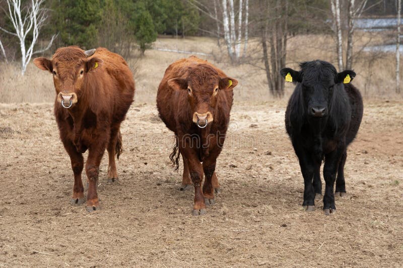 Three Cows Walking in a Field with Trees Stock Photo - Image of walking ...