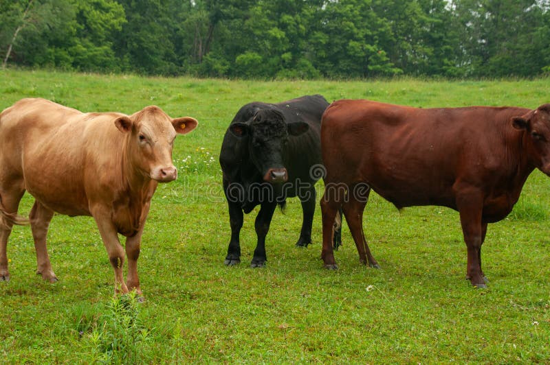 Three Cows Walking on a Pasture Together Stock Image - Image of lawn ...