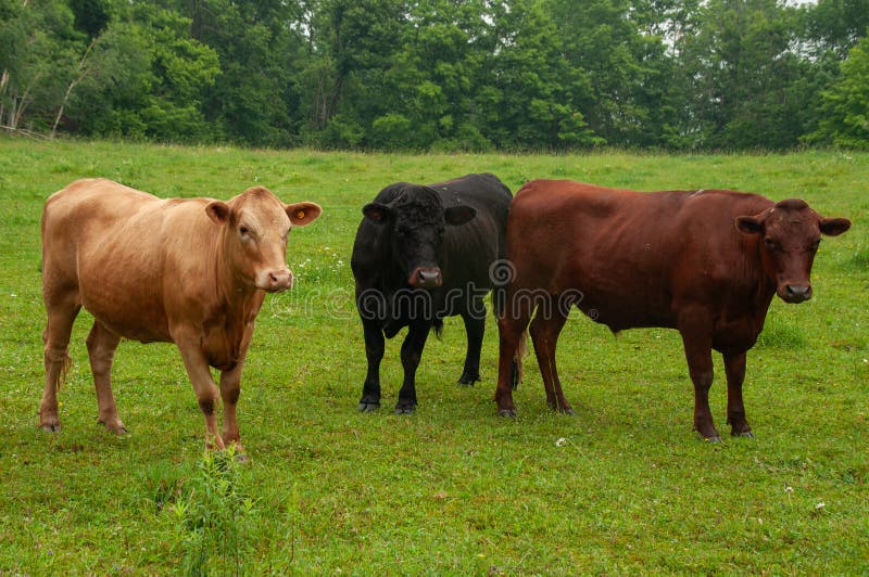 Three Cows Walking on a Pasture Together Stock Image - Image of field ...